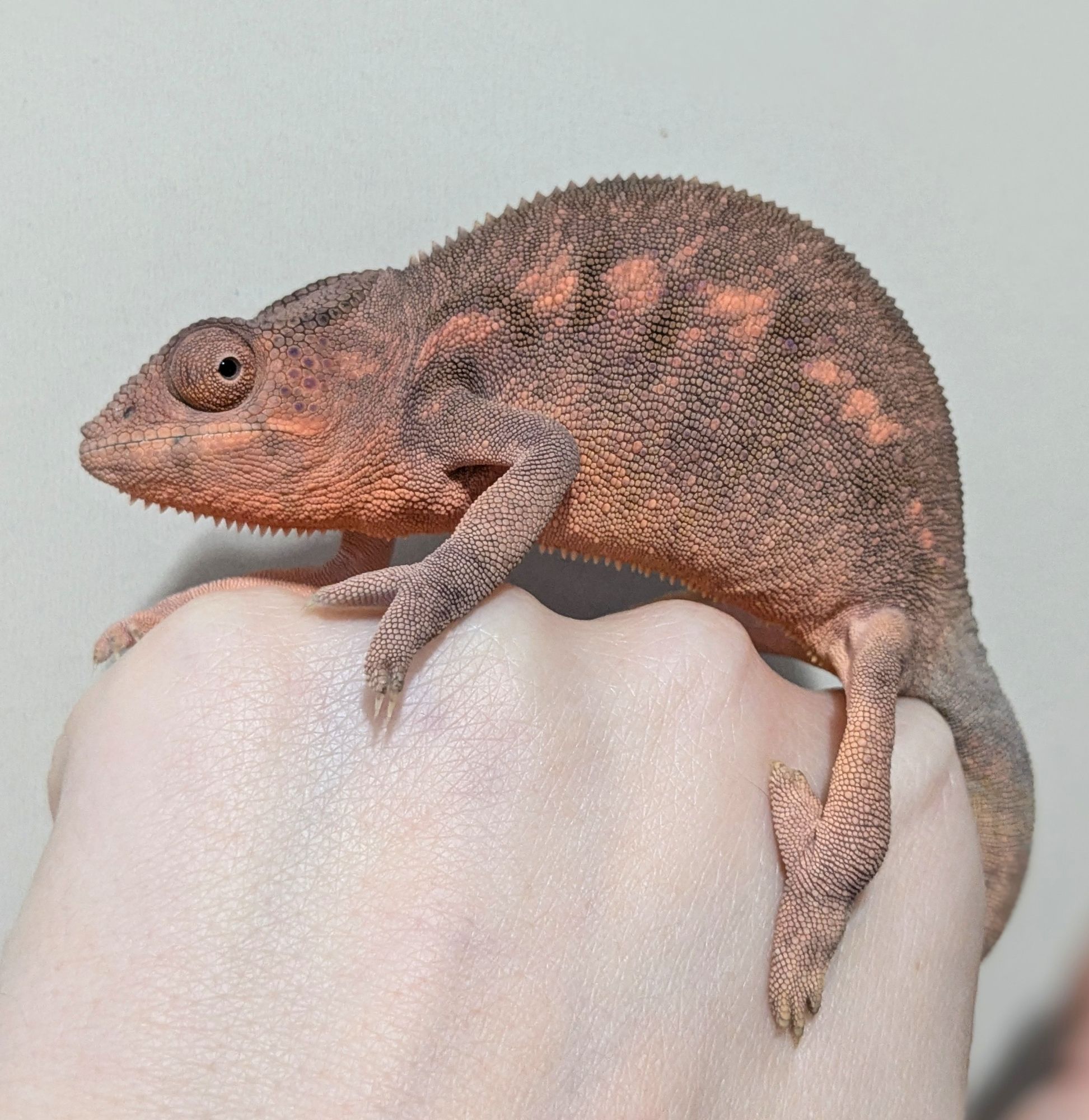Phoenix Chameleons – Arizona panther and veiled chameleons